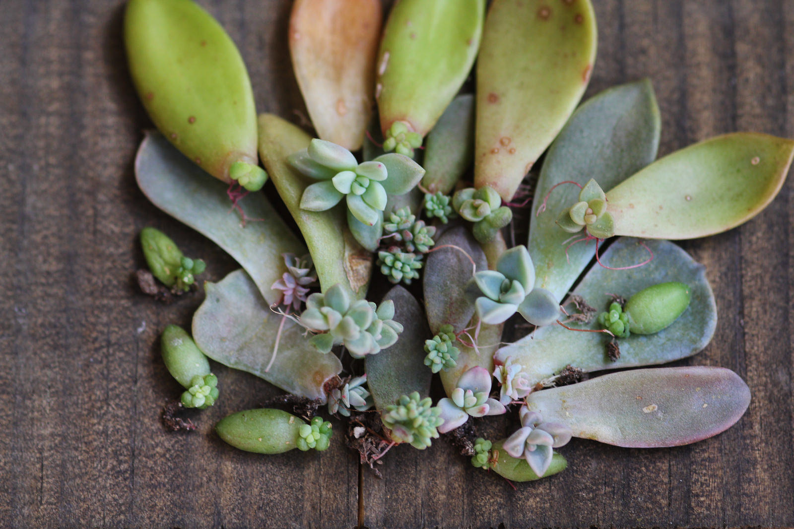 General Care Information for Your Succulents – Succulents by Sulli